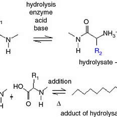 Scheme Hydrolysis And Addition Of Keratin Download Scientific Diagram