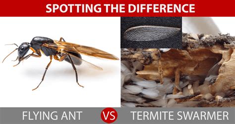 How To Get Rid Of Termites On A Boat At Callum Balmain Blog