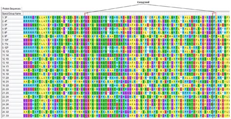 Multiple Sequence Alignment Of Ompc Protein Sequence Showing Conserved