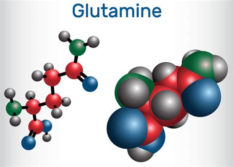 Glutamine Illustrations Royalty Free Vector Graphics And Clip Art Istock