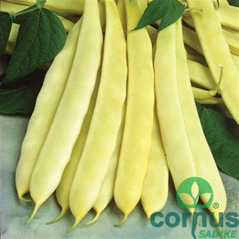 Fižol Capitano 61 Cornus Sadike