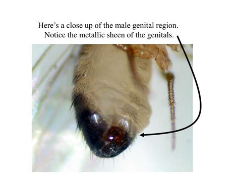Ppt Welcome To The World Of Fruit Fly Genetics Powerpoint