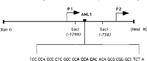 Figure 1 From The Aml1eto Fusion Protein Activates Transcription Of