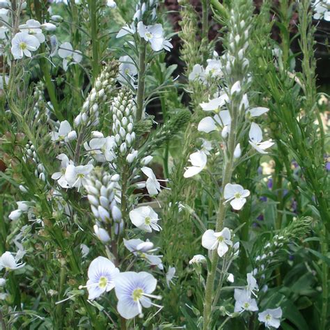 Veronica Gentianoides