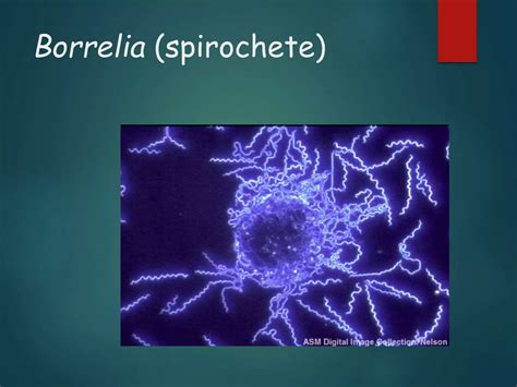 Bacterial Cell Structure And Function 1 Ppt