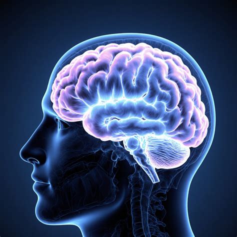 Neuropsychologist And Brain Stable Diffusion Online