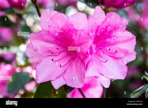 Azalea Bud Hi Res Stock Photography And Images Alamy