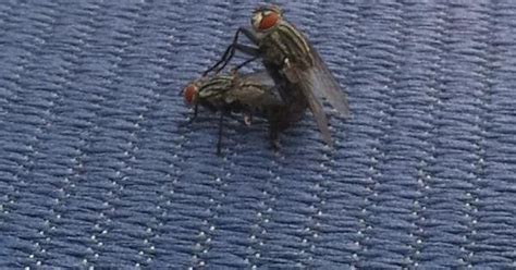 Fly Sex Rwtf