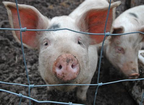 Da Pcic Relaxes Conditions For Paying Asf Affected Insured Hog Raisers