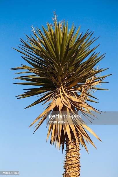 Ezuz Photos And Premium High Res Pictures Getty Images