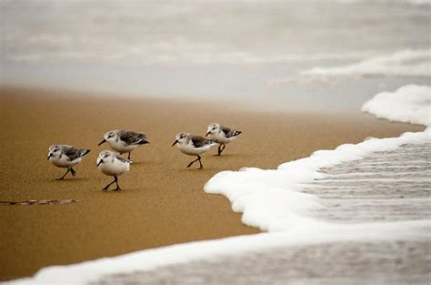 Sanderlings Digital Art By Dan Jordan Fine Art America
