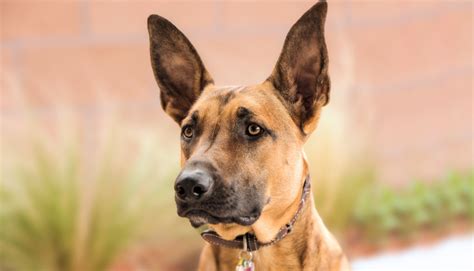 15 Cute Dog Breeds With Pointy Ears En Pet Yolo