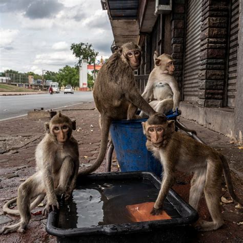 Monkey Bite Understanding The Risks And Precautions 2023 Healthok