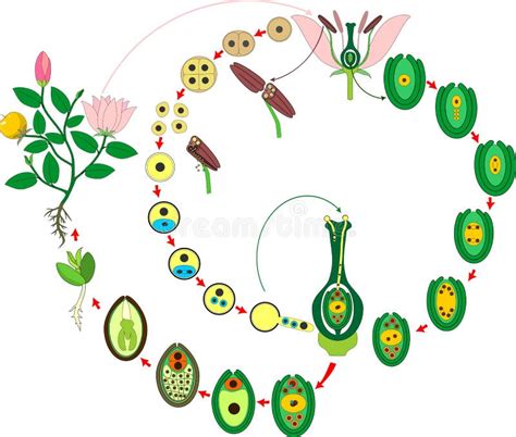 Angiosperm Plant Life Cycle Diagram Of Life Cycle Of Flowering Plant