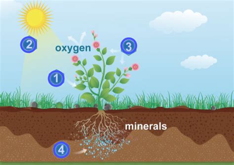 Abeka 3rd Grade Science Test 2 Diagram Quizlet