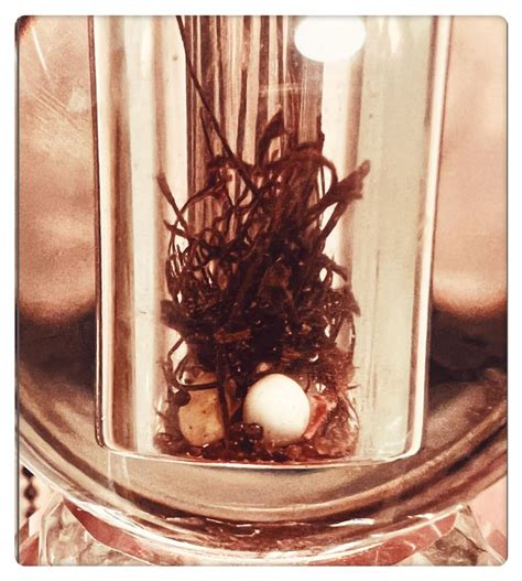 苗可麗私藏「2顆舍利子！」10年後離奇變一堆 網找到「真正原因」 娛樂星聞