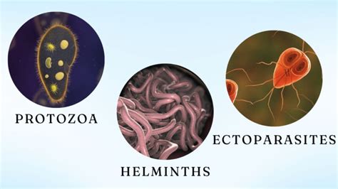 Signs Of Parasitic Infections 10 Key Symptoms Explained Iaas Med
