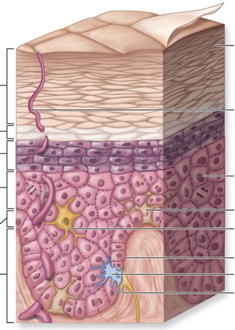 Chapter 6 Integumentary System Diagram Quizlet Chapter 6 Integumentary System Diagram Quizlet