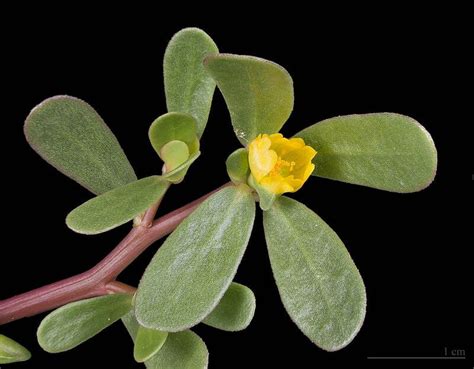 How To Tell Purslane And Spurge Apart