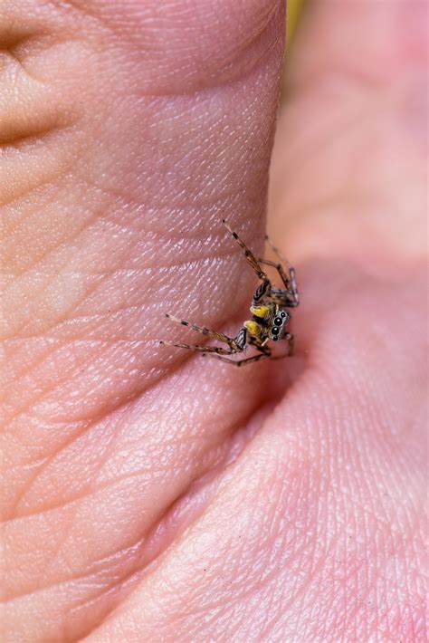 Check Out This Cute Male Dimorphic Jumping Spider Maevia Inclemens On