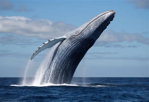 What Is The Largest Blue Whale On Record Discovering The Giants Of The