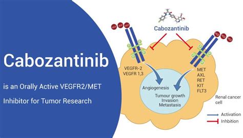 Cabozantinib Is An Orally Active Vegfr2met Inhibitor For Tumor Research Dr Romez Uddin