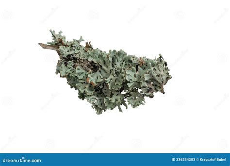 Parmelia Sulcata Lichen On A Piece Of Wood On A White Background Stock