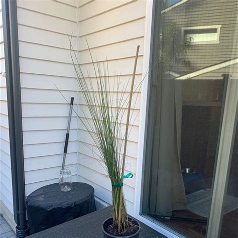 Propagating My Muhly Grass Step By Step Guide