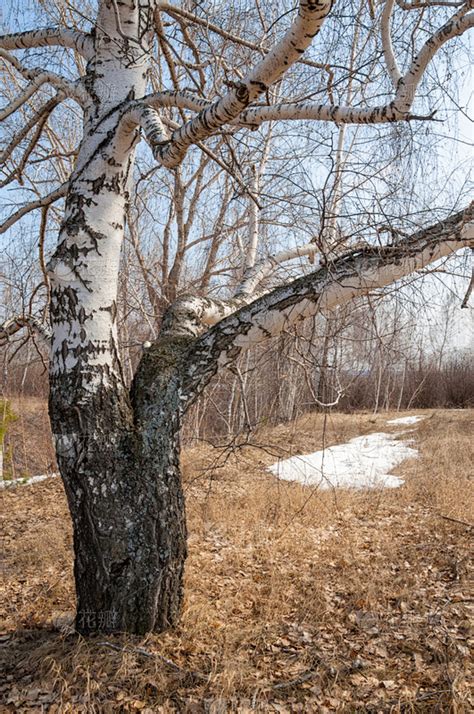 雪白桦早晨化石春天古老的环境霜天气阴影