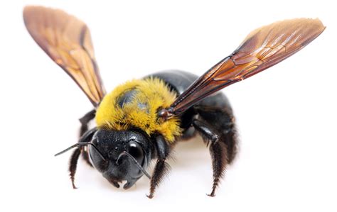 Carpenter Bees Prevention Pest Control Termite Inspection Treatment Ants Bees Wasps