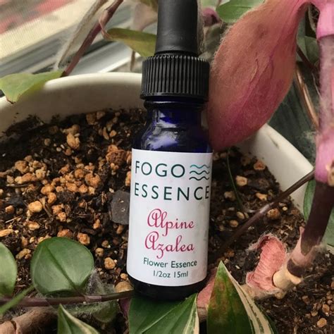 Bebbs Willow Flower Remedy Forgive Etsy