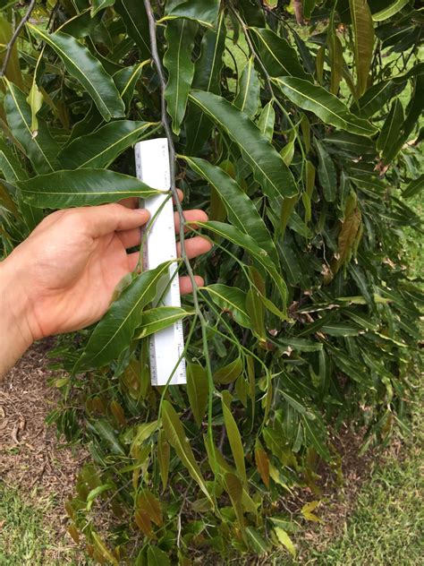 Polyalthia Lonolia Var Pendula Mast Tree