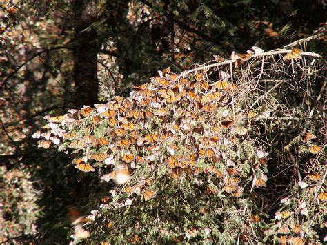 Monarch Butterflies On Oyamel Fir Abies Classification Kingdom