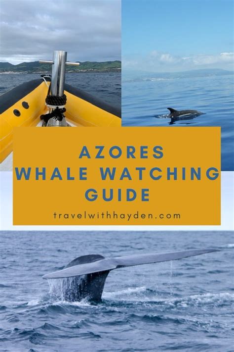 Azores Whale Watching Guide The Best Whale Watching In Azores