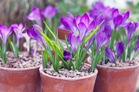 How To Grow Crocuses Bbc Gardeners World Magazine