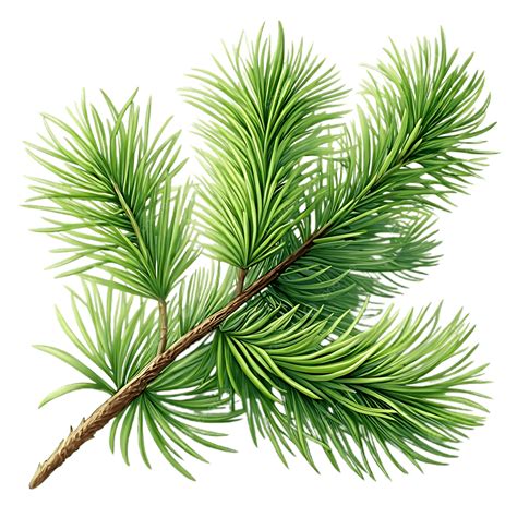 A Cluster Of Linear Pine Needles Pinetree Needles Linear Png