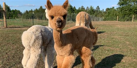 How To Understand Alpaca Behavior And Positively Influence It