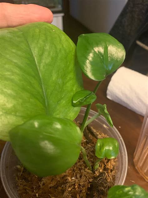 My Teruno Olivia Is Throwing Some Weird Leaves It Has Like A Double Shark Fin R Pothos