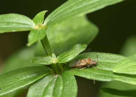 Red Forest Bug Among The Leaves Of The Grass In The Forest Stock Image