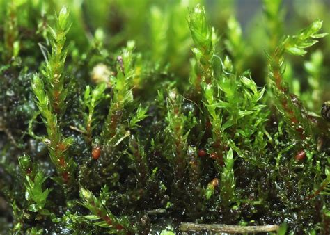 Hypnum Recurvatum Earthpedia Plant