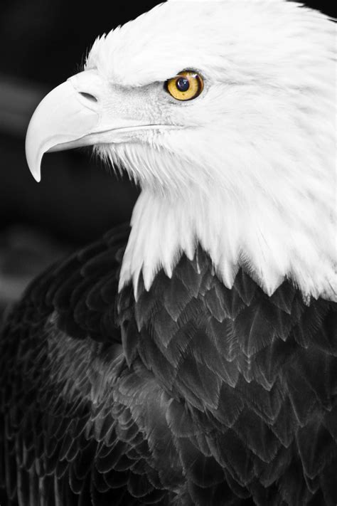 Bald Eagle Printable Artwork Digital Download Get It Today Etsy