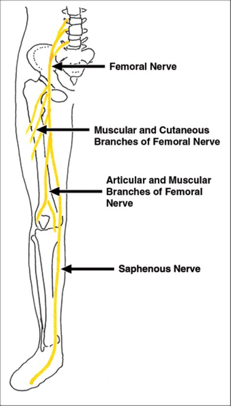 Femoral Nerve