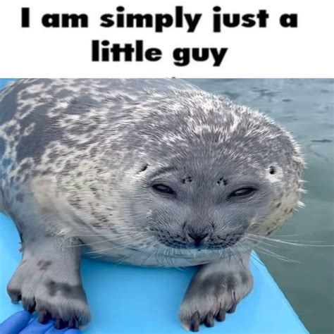 48 Seal Ideas In 2025 Cute Seals Silly Animals Cute Animals
