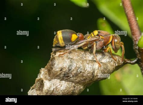 Macro Of Hymenoptera Is A Large Order Of Insects Comprising The Sawflies Wasps Bees And Ants