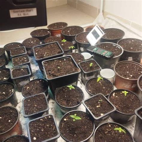 00 Kush Zmoothiez Tutti Candy Critical Widow Sweet Skunk Fast Version® Skywalker Og Runtz Xl