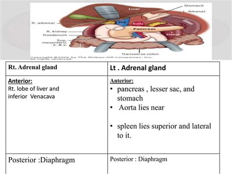 Adrenal Gland Basic Pptx
