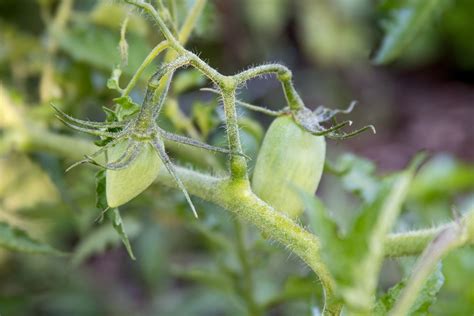 How To Grow And Care For Roma Tomatoes