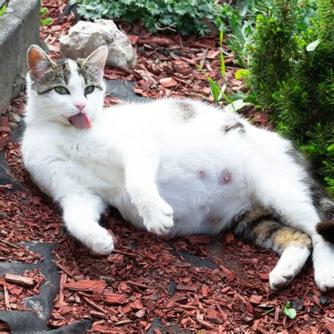 Why Does My Cat Kill Her Kittens Only To Get Pregnant Again The Catspace