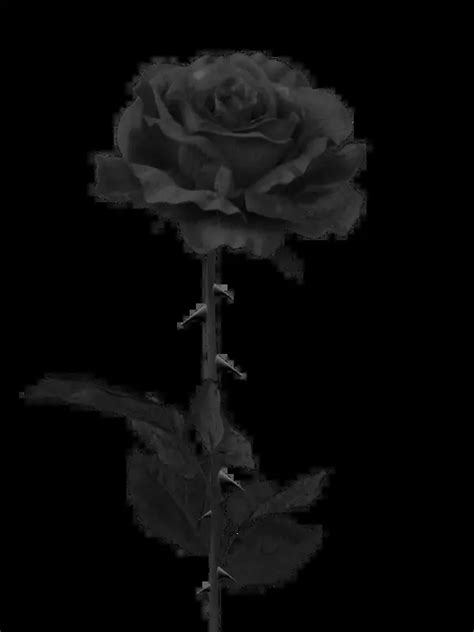 دانلود بهترین عکس های گل مشکی برای تسلیت بدون متن با فرمت Png