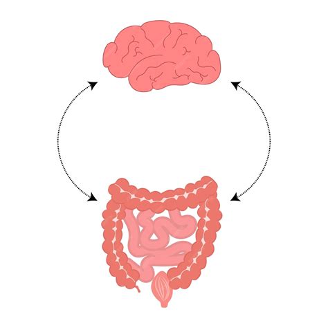 Premium Vector Gutbrain Axis Connection Braingut